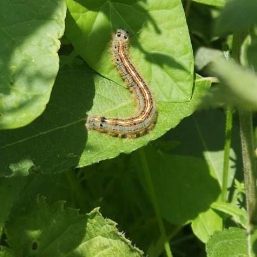 The Lackey (Malacosoma Neustria) Insect Identification Guide, Habitat ...