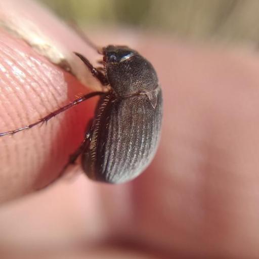 Maladera Holosericea Insect Identification Guide, Habitat & Facts