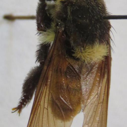 Bee-Killers (Mallophora) Insect Identification Guide, Habitat & Facts