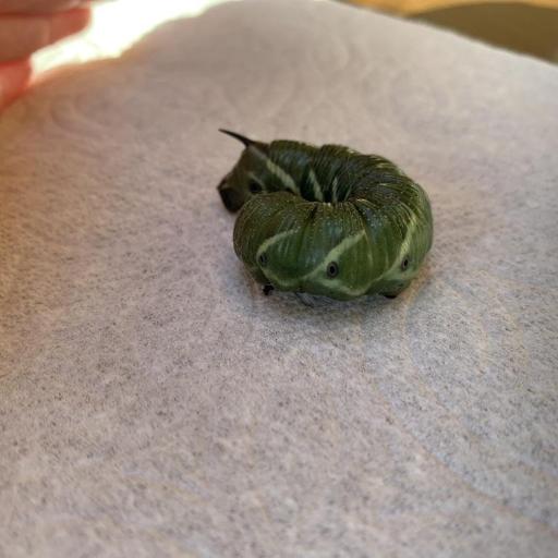 Five-Spotted Hawk Moth (Manduca Quinquemaculatus) Insect Identification ...