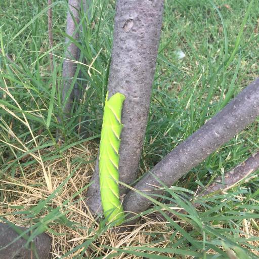 Rustic Sphinx (Manduca Rustica) Insect Identification Guide, Habitat ...