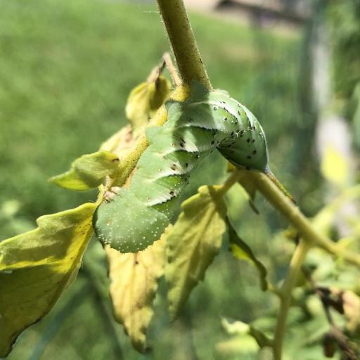 Carolina Sphinx (Manduca Sexta) Insect Identification Guide, Habitat ...