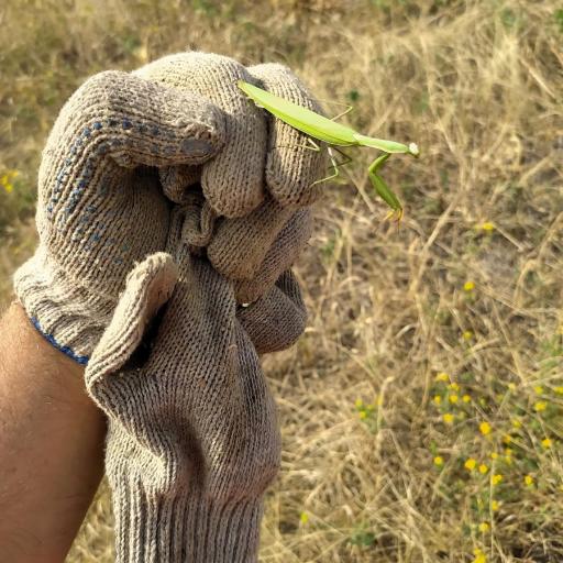 European Mantis (Mantis Religiosa) Insect Identification Guide, Habitat ...