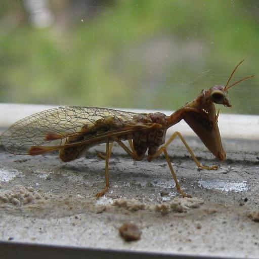 Styrian Praying Lacewing (Mantispa Styriaca) Insect Identification ...