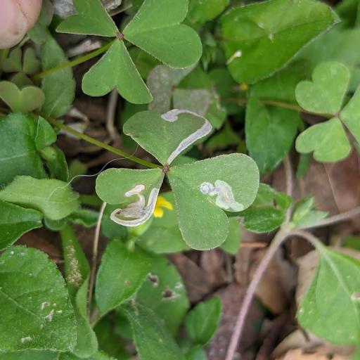 Baphomet Moth (Creatonotos Gangis) Insect Identification Guide, Habitat ...