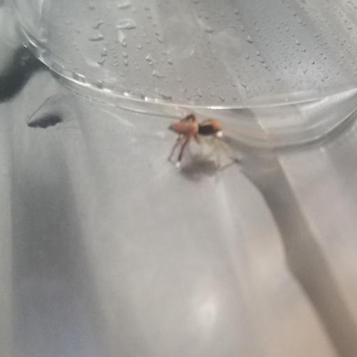 Common Peacock Spider (Maratus Pavonis) Insect Identification Guide ...