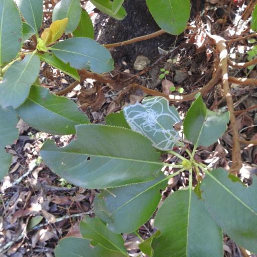 Madrone Skin Miner (Marmara Arbutiella) Insect Identification Guide ...