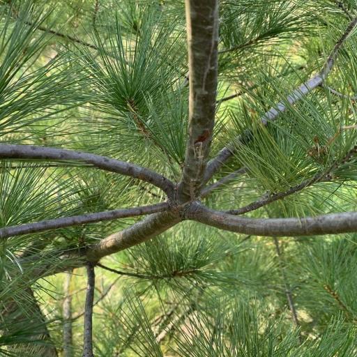 White Pine Barkminer Moth (Marmara Fasciella) Insect Identification ...
