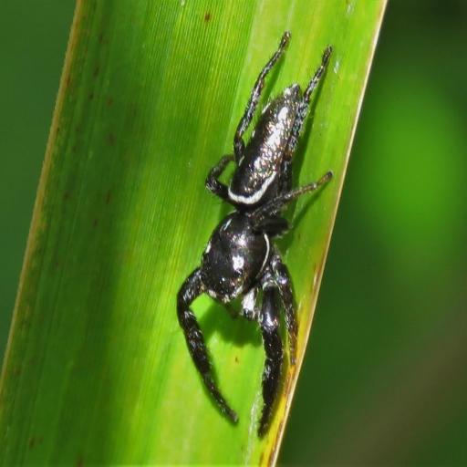 Short-bellied Slender Jumping Spider (Marpissa Formosa) Insect ...