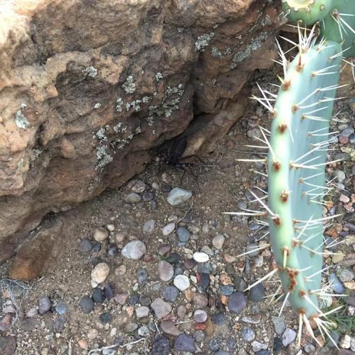 Giant Vinegaroon (Mastigoproctus Giganteus) Insect Identification Guide ...