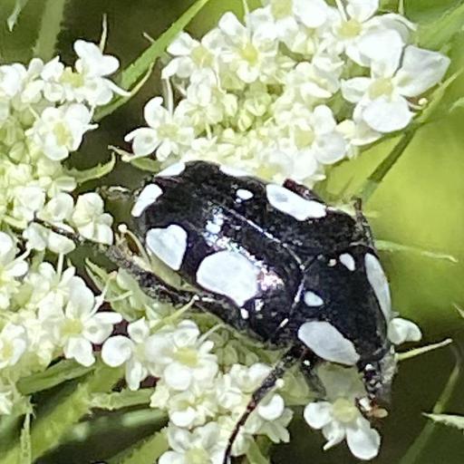 White-Spotted Fruit Chafer (Mausoleopsis Amabilis) Insect ...
