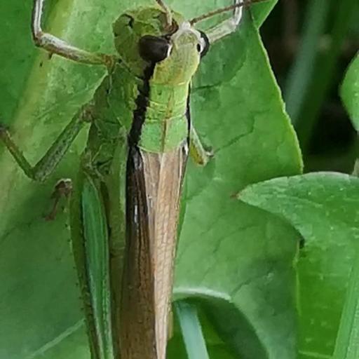 Leek Grasshopper (Mecostethus Parapleurus) Insect Identification Guide ...