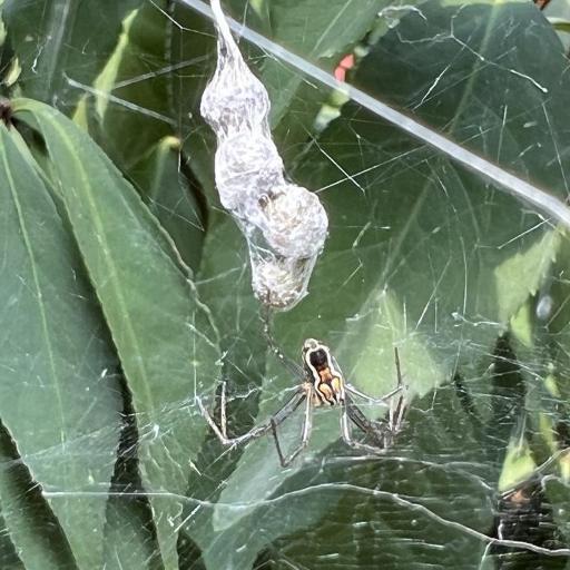 Basilica Orbweaver (Mecynogea Lemniscata) Insect Identification Guide ...