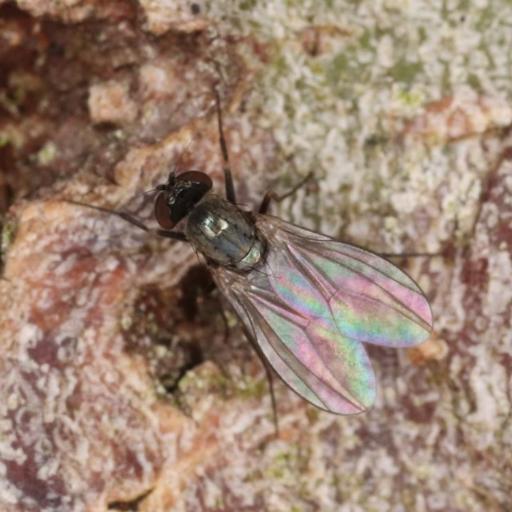 Woodpecker Flies (Medetera) Insect Identification Guide, Habitat & Facts