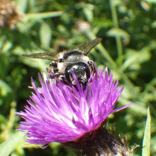Unarmed Leafcutter Bee (Megachile Inermis) Insect Identification Guide ...