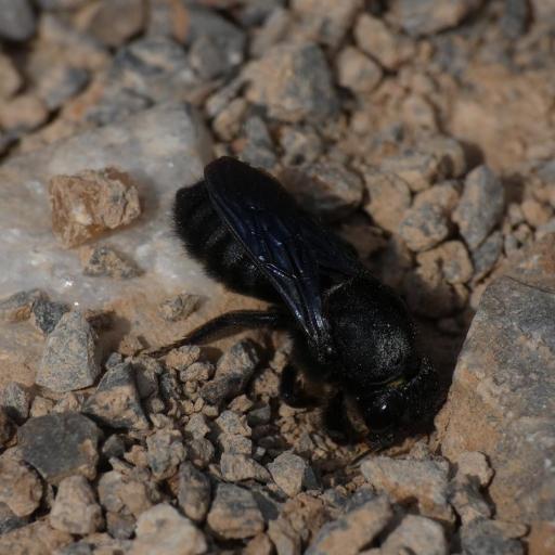 Black Mud Bee (Megachile Parietina) Insect Identification Guide ...