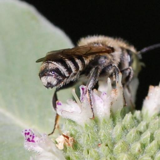 Alfalfa Leafcutter Bee (Megachile Rotundata) Insect Identification ...
