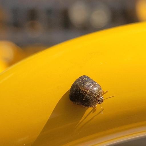 Japanese Rhinoceros Beetle (Trypoxylus Dichotomus) Insect ...