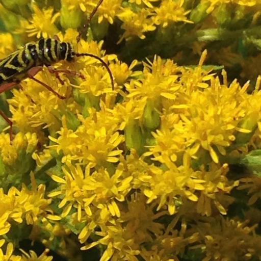 Locust Borer (Megacyllene Robiniae) Insect Identification Guide ...