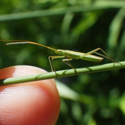 Common Rain Spider (Palystes Superciliosus) Insect Identification Guide ...