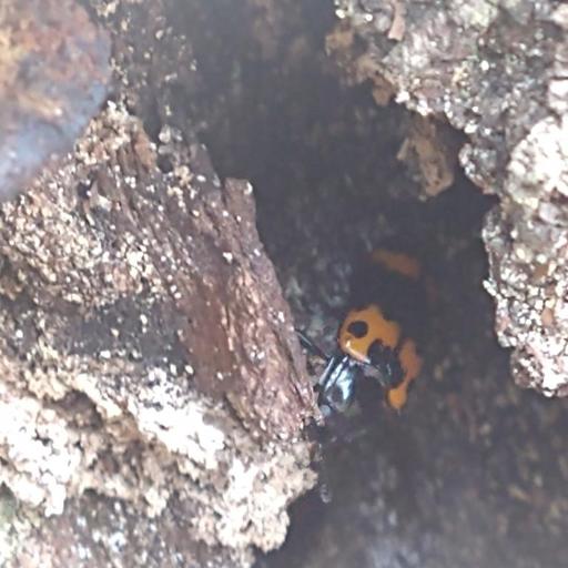 Red-Banded Fungus Beetle (Megalodacne Fasciata) Insect Identification ...