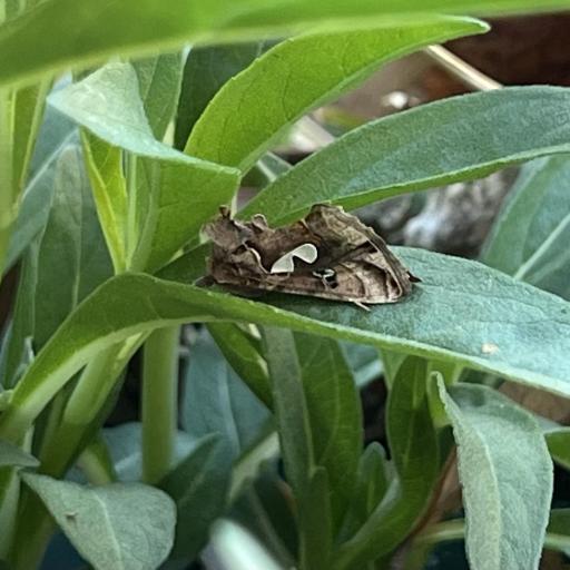 Bilobed Looper Moth (Megalographa Biloba) Insect Identification Guide ...