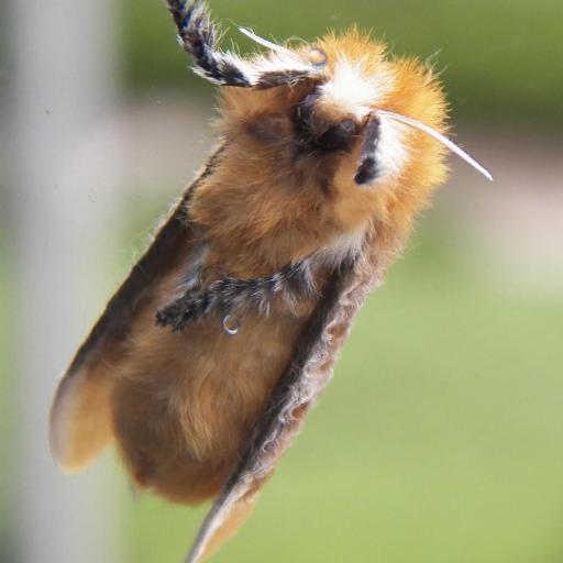 Southern Flannel Moth (Megalopyge Opercularis) Insect Identification ...