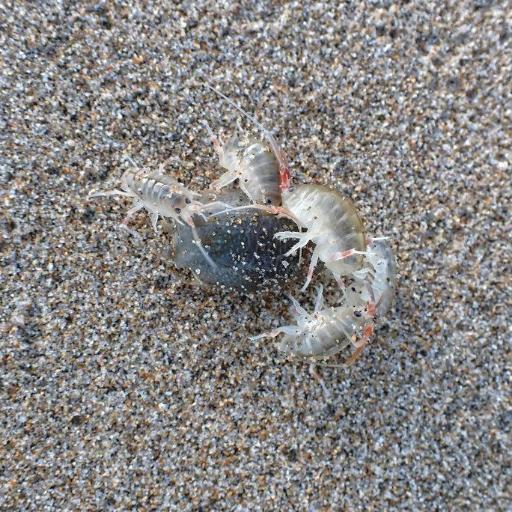 California Beach Flea (Megalorchestia Californiana) Insect ...