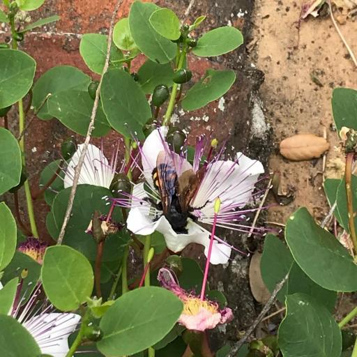 Mammoth Scoliid Wasp (Megascolia Maculata) Insect Identification Guide ...