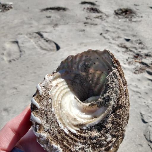 Wavy Turban (Megastraea Undosa) Insect Identification Guide, Habitat ...