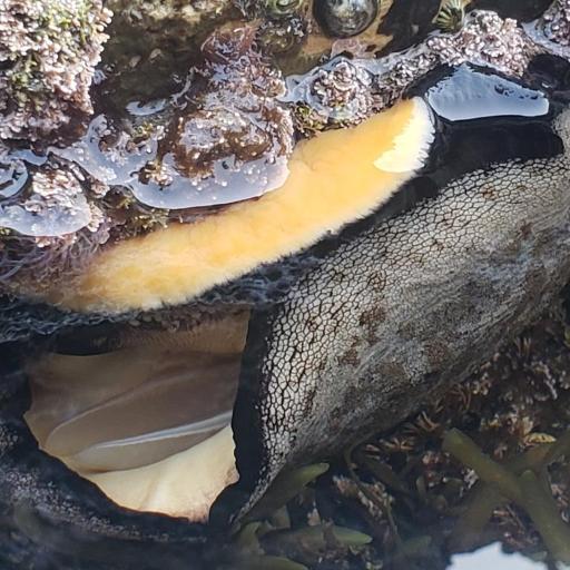 Elephant Mosquitoes (Toxorhynchites) Insect Identification Guide ...