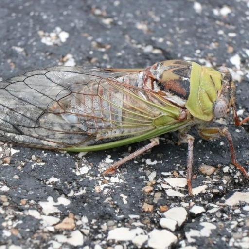 German Yellowjacket (Vespula Germanica) Insect Identification Guide ...