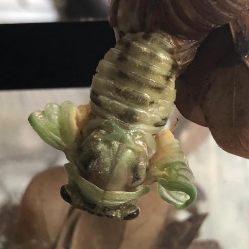 Resh Cicada (Megatibicen Resh) Insect Identification Guide, Habitat & Facts