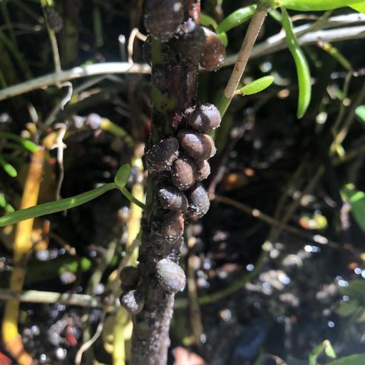 Melampus Insect Identification Guide, Habitat & Facts