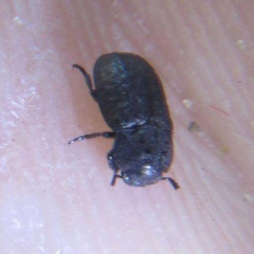 Melanimon Tibialis Insect Identification Guide, Habitat & Facts