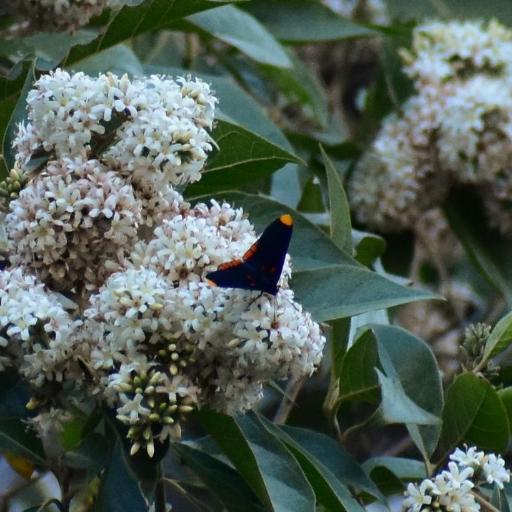Red-Bordered Pixie (Melanis Pixe) Insect Identification Guide, Habitat ...