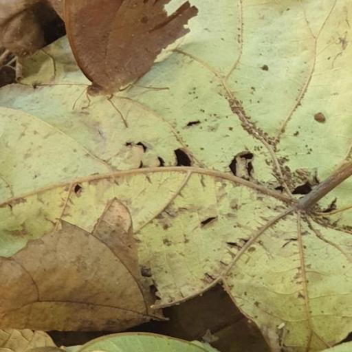 Common Evening Brown (Melanitis Leda) Insect Identification Guide ...