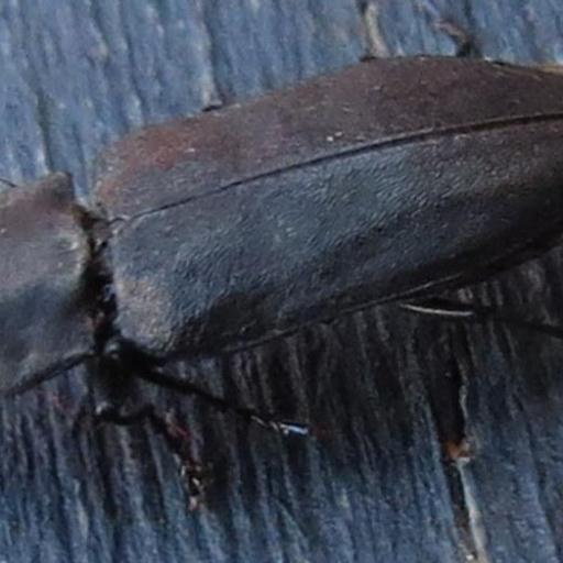 Black Fire Beetle (Melanophila Acuminata) Insect Identification Guide ...