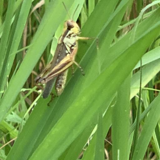 Red-legged Grasshopper (Melanoplus Femurrubrum) Insect Identification ...