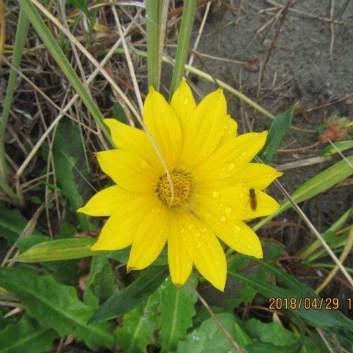 Small Hover Fly (Melanostoma Fasciatum) Insect Identification Guide ...