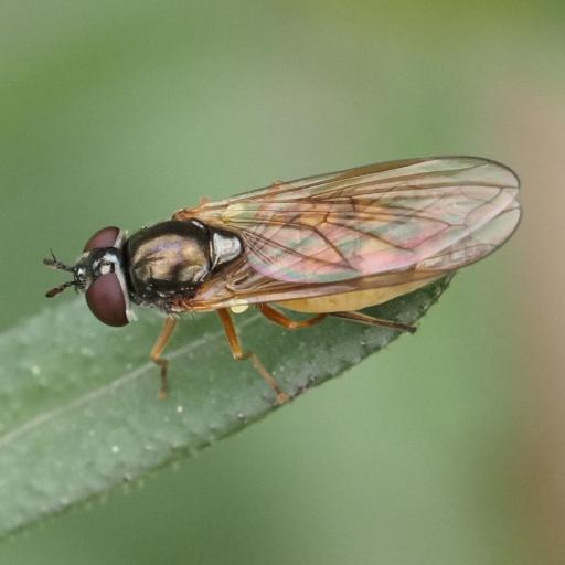 Variable Duskyface Fly (Melanostoma Mellina) Insect Identification ...