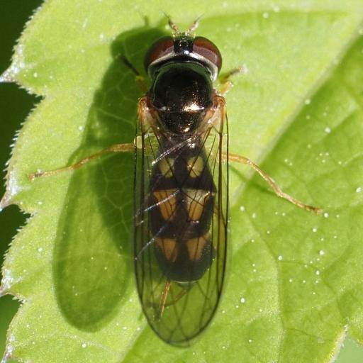 Ladder-backed Hover Fly (Melanostoma Scalare) Insect Identification ...