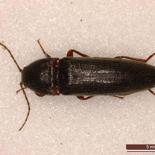 Melanotus Villosus Insect Identification Guide, Habitat & Facts