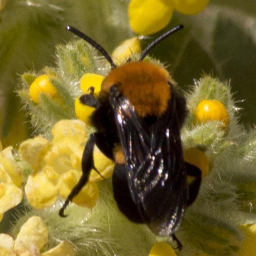 Mourning Bees (Melecta) Insect Identification Guide, Habitat & Facts