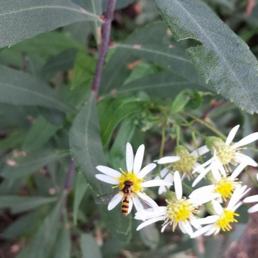Household Casebearer (Phereoeca Uterella) Insect Identification Guide ...