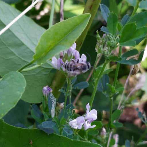 Clover Blunt-horn (Melitta Leporina) Insect Identification Guide ...