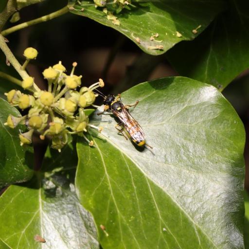Field Digger Wasp (Mellinus Arvensis) Insect Identification Guide ...