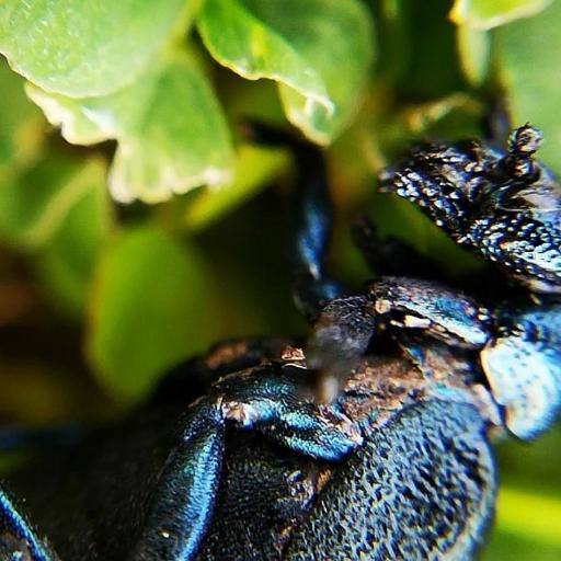 Black Oil Beetle (Meloe Proscarabaeus) Insect Identification Guide ...