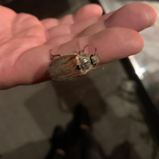 Common Cockchafer (Melolontha Melolontha) Insect Identification Guide ...