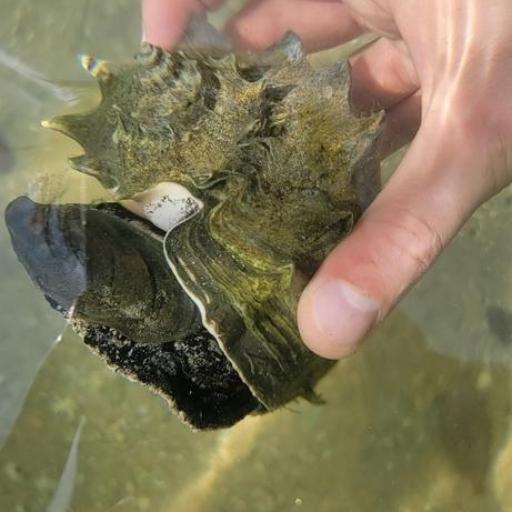 Black Witch (Ascalapha Odorata) Insect Identification Guide, Habitat ...